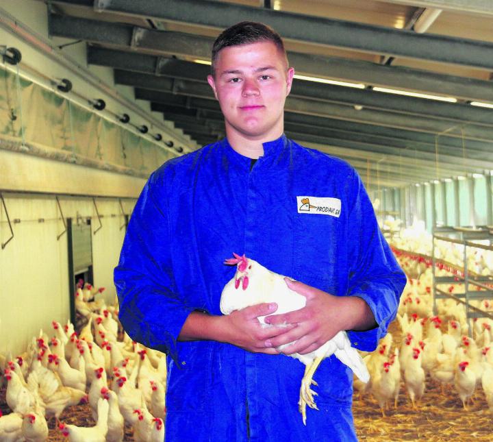 Die Hennen sind seine Domäne