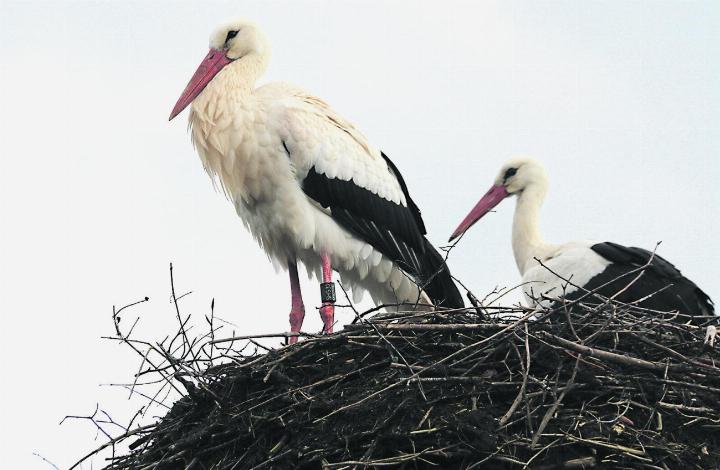 Die Möhliner Störche sind bereits fleissig